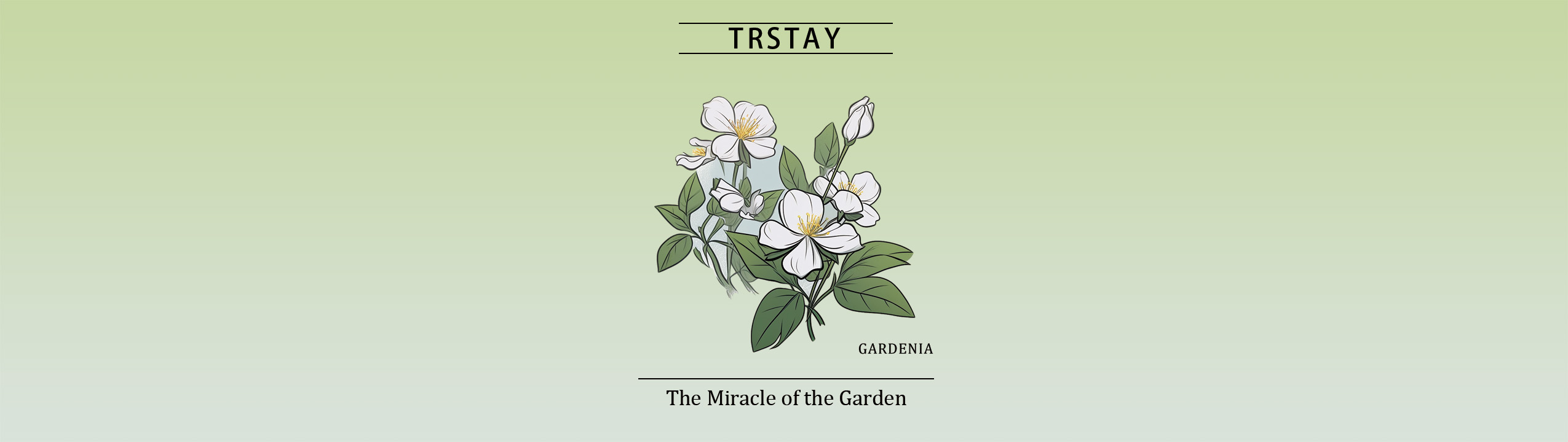 TRSTAY GARDENIA cream