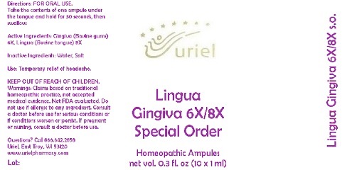 LINGUA GINGIVA 6/8 SPECIAL ORDER liquid