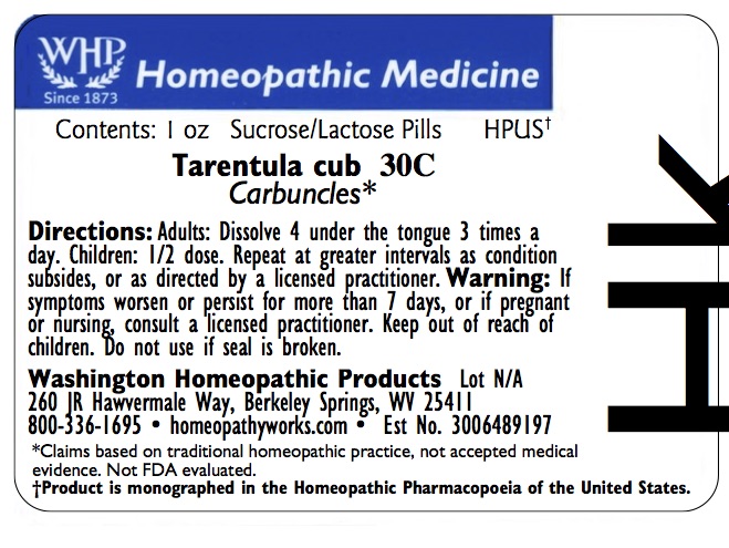 TARENTULA CUBENSIS- citharacanthus spinicrus pellet
