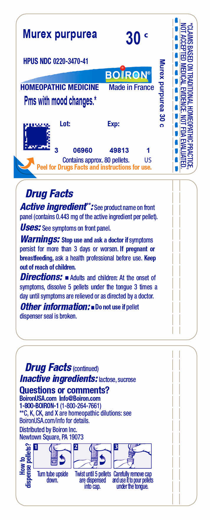MUREX PURPUREA- hexaplex trunculus hypobranchial gland juice pellet